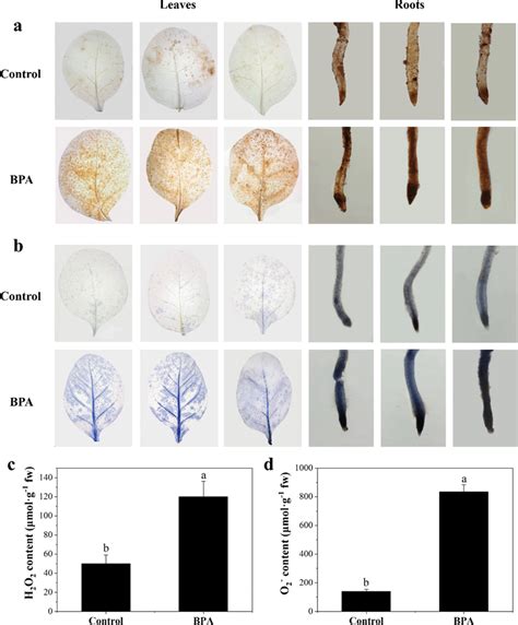 Ros Accumulation In Tobacco With Bpa Exposure A Dab Staining Results Download Scientific