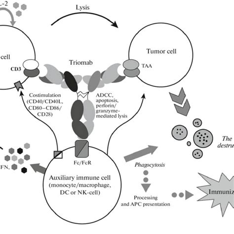Pdf Bispecific Antibodies Formats And Areas Of Application