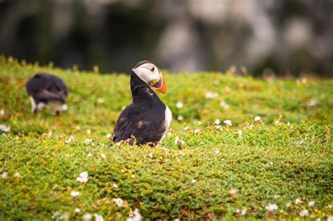 Premium Photo Close Up Of Puffin In Field Premium Photo Close Up Of Puffin In Field