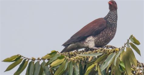 Pomba Trocal 299861 Biofaces Bring Nature Closer