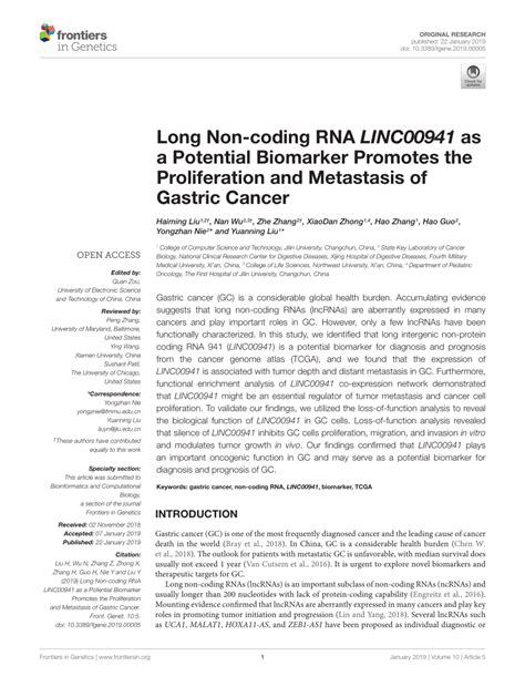 Pdf Long Non Coding Rna Linc00941 As A Potential Biomarker Promotes The Proliferation And