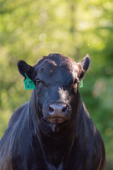 Angus Journal For Mark Mccully Shared Values Are What