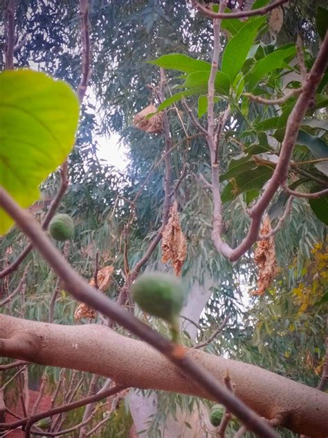 Safora Muhammad Shafique On Linkedin Figplant