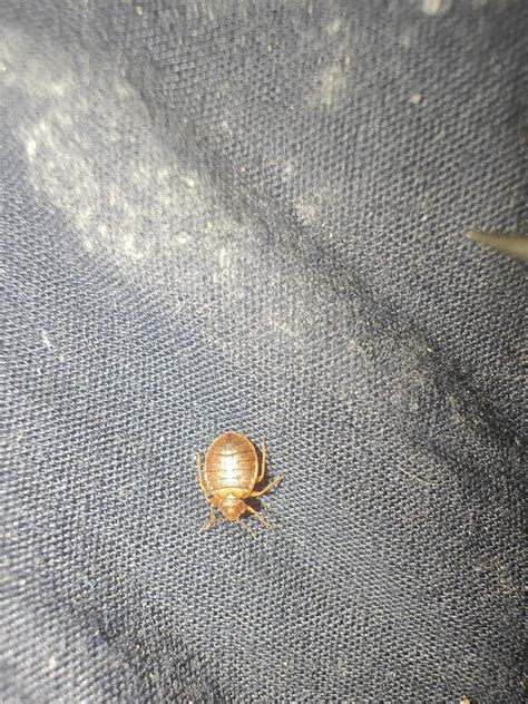 What Stage Is This Bedbug Sex Has It Been Fed R Bedbugs