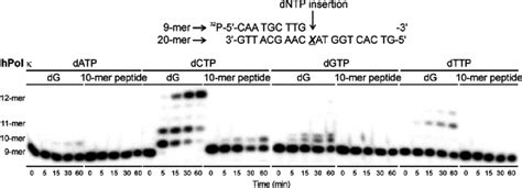 Single Nucleotide Insertion Opposite Unmodified Guanine Dg And The