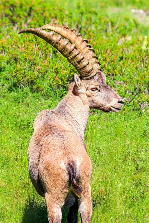 Male Of Alpine Ibex Standing On Green Pasture Near Chamonix In French