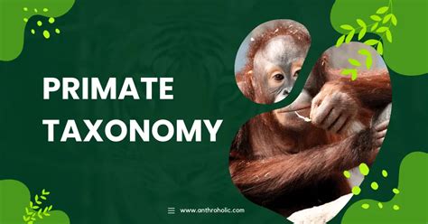 Primate Taxonomy In Anthropology Anthroholic
