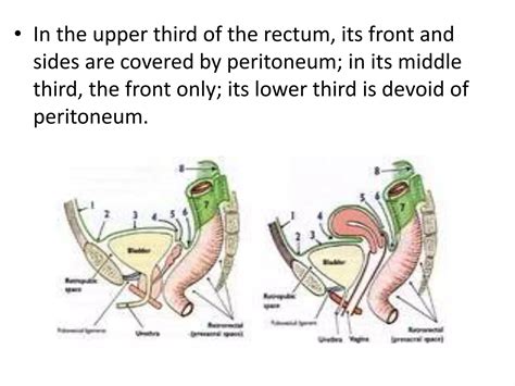 Transanal Total Mesorectal Excision Pptx Digestive Disorders Diseases And Conditions
