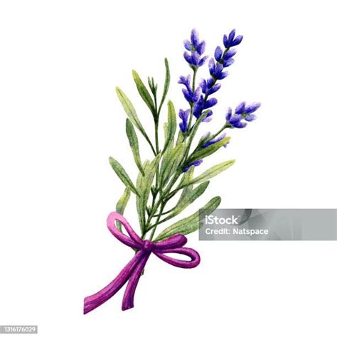 라벤더 꽃 아로마테라피와 스파 요소 수채화 손 그린 일러스트 흰색 배경에 격리 건강한 생활방식에 대한 스톡 벡터 아트 및 기타 이미지 건강한 생활방식 그리기 꽃 나무