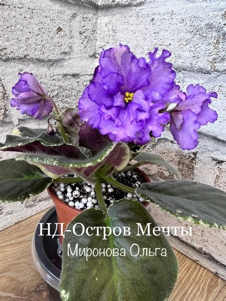 НД-Остров Мечты Сорт 2021 года. Гладкая пестролистная розетка﫶, крупные ...
