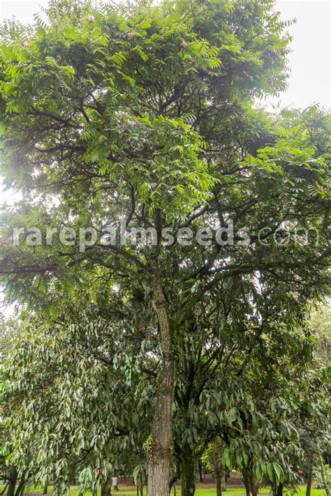 Cedrela Montana Andean Cedar Buy Seeds At