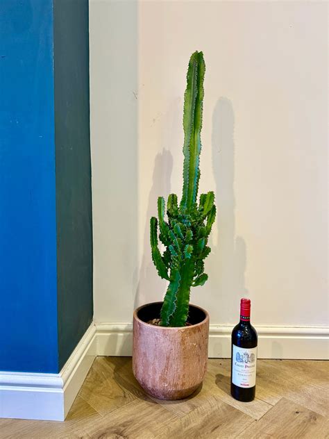 110cm Euphorbia Eritrea Cactus Bristol Plant Man 110cm Euphorbia Eritrea Cactus Bristol Plant Man