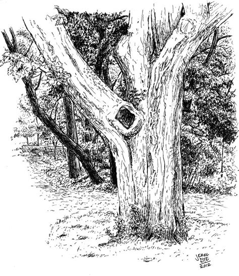 Trees Leaves Tree Drawing Realistic Drawings Tree Sketches