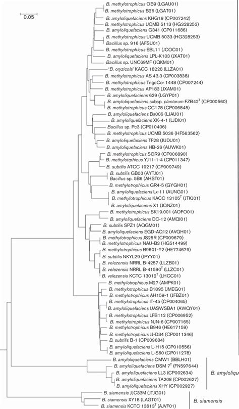 Phylogeny Of Selected Strains Of Species From The Bacillus Velezensis Download Scientific