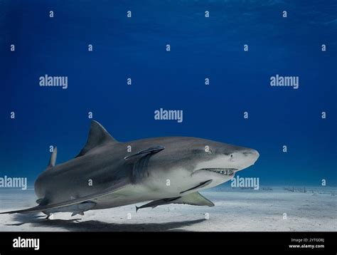 Eye Level With A Lemon Shark Negaprion Brevirostris With Its Shadow