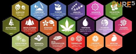 Strain Specific Cannabis Precision Extraction With Pure5™