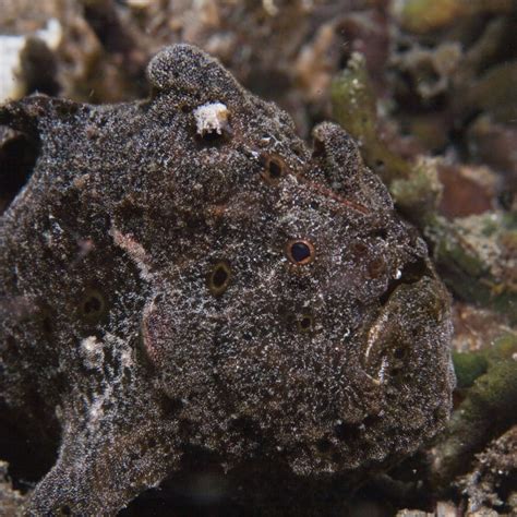 Longlure Frogfish Critter Republic Dive Center