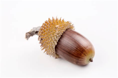 Biji Ek Atau Ek Kermes Quercus Coccifera Adalah Pohon Ek Dari Bagian Quercus Cerris Di Sini Biji