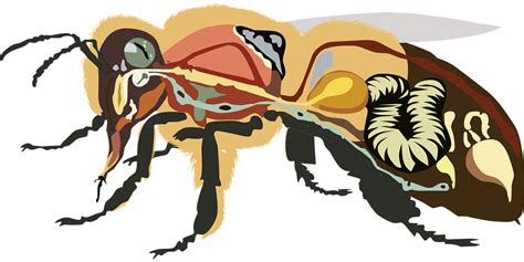 70 000 Free Drawing Bee And Bee Images Pixabay