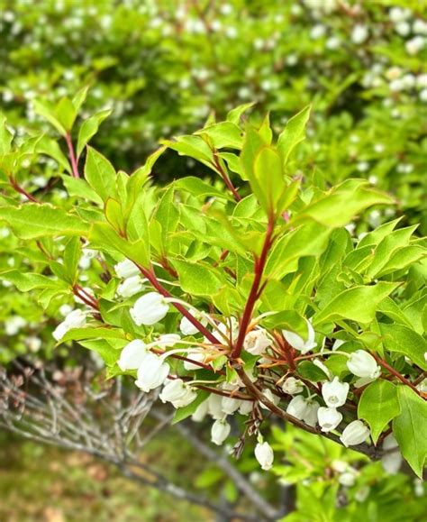 ”北斎漫画”驚異の眼・驚異の筆〜っと浦上コレクション鑑賞 柳のようにしなやかに