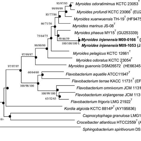 Pdf Myroides Injenensis Sp Nov A New Member Isolated From Human Urine