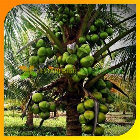 Bibit Tanaman Kelapa Kopyor Genjah Kelapa Ijo Cepat Berbuah Lazada
