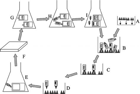 The Phage Displayselection Cycle A Antigen Is Immobilised Onto
