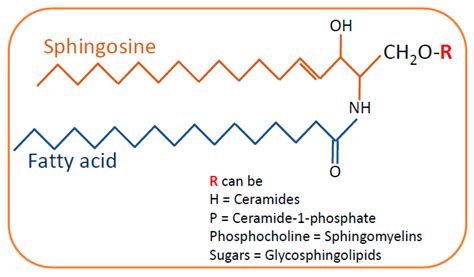 Ceramide Structure