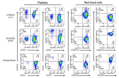 Animal Models And Cell Lines