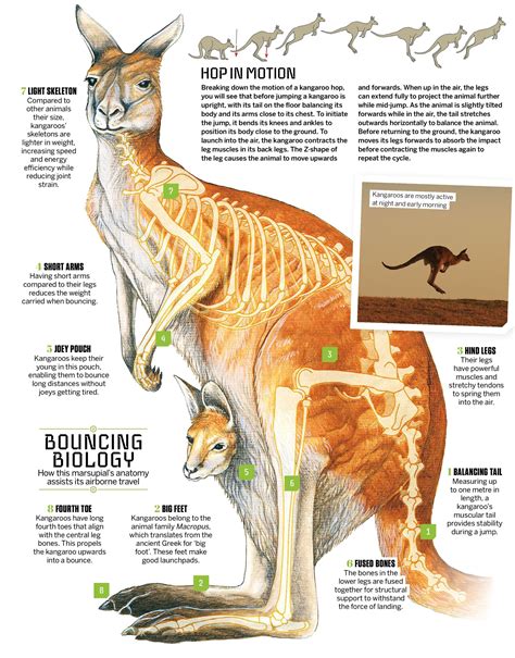 Why Do Kangaroos Have Big Arms