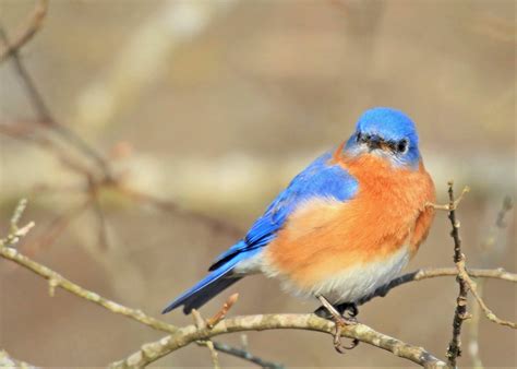 Eastern Bluebird Barb Hennessy Flickr