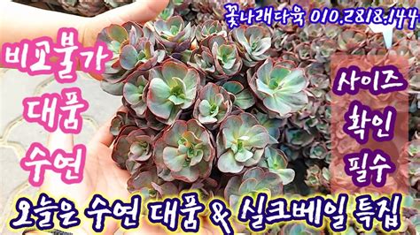 사이즈대박 있을 때 챙기는 대품 수연이💕오늘은 수연대품 수입군생실크베일군생화이트팜가이아프랭크 최고 꽃나래다육 01028181441 Youtube