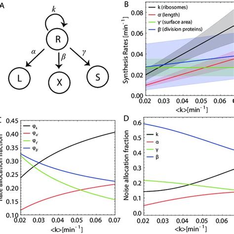 Noise In Cell Cycle Time And Cell Size Propagates From Noise In Growth