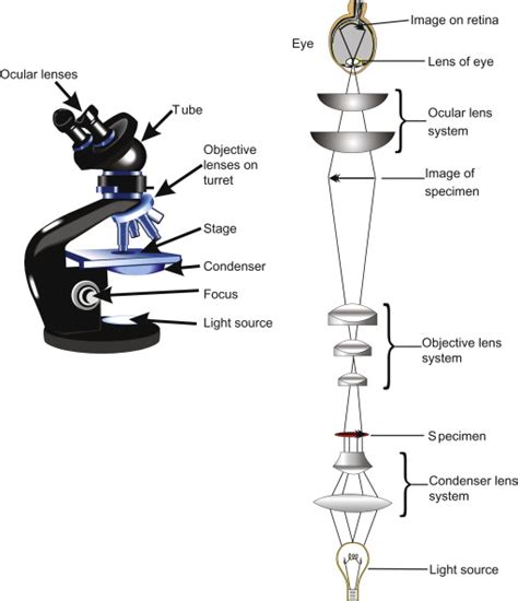 History Of The Microscope Name One Advantage Light Microscopes Over Electron
