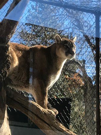 Big Bear Alpine Zoo At Moonridge Big Bear Lake All You Need To Know