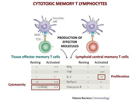 Ppt T Cell Memory Central Effector Powerpoint Presentation Free Download Id 5239015