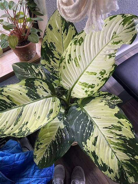 26 Stunning Dieffenbachia Varieties For Plant Lovers Plants Perfect