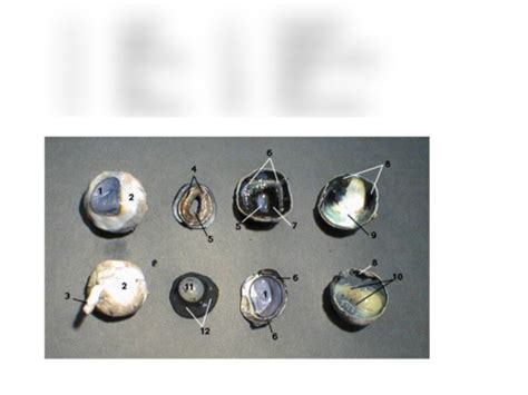 Cow Eye Dissection Diagram Labeled