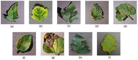 Electronics Free Full Text Monitoring Tomato Leaf Disease Through Convolutional Neural Networks