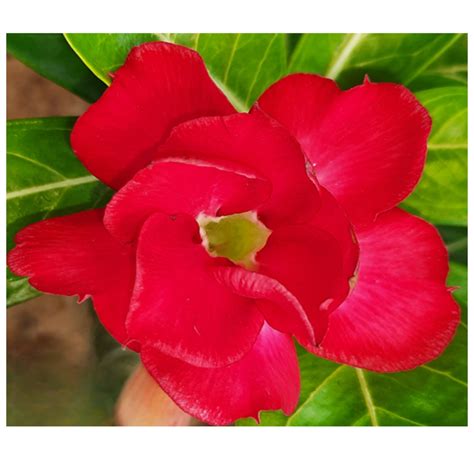 Adenium R3 Nainital Succulents