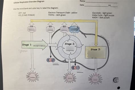Cellular Respiration Diagram Diagram Quizlet