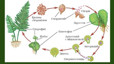 Биология ОГЭ Выпуск 13 Жизненные циклы споровых растений Youtube