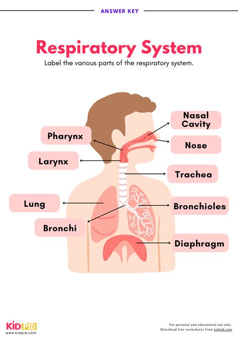 Respiratory System Diagram Worksheet