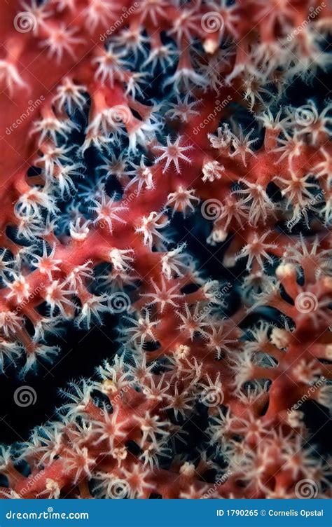 Soft Coral Reefscape Indonesia Sulawesi Stock Image 1790407