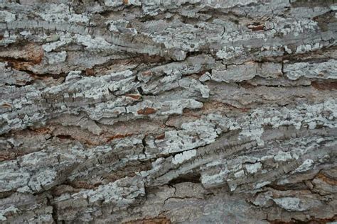 Tree Bark Texture Background Stock Photo At Vecteezy