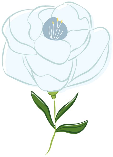 파나마 칸델라 아우로마르 게이샤 피베리 워시드 2024 1kg 생두 커피플랜트 생두몰