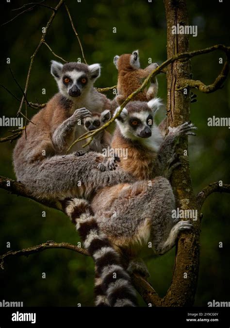 Popular Animals Of Monkey Species Black And White Animal Group Of
