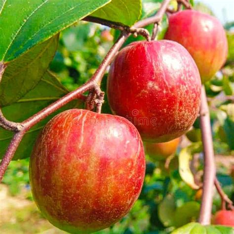 Jujube Thai Fruit Sweet Crispy Delicious Chocolate Jujube Milk