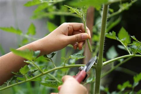 15 Of The Absolute Best Tomato Varieties You Should Plant In Your Garden