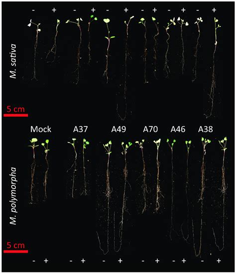 Phenotype Evaluation In Full Plants The Full Plant Pictures Show The Download Scientific